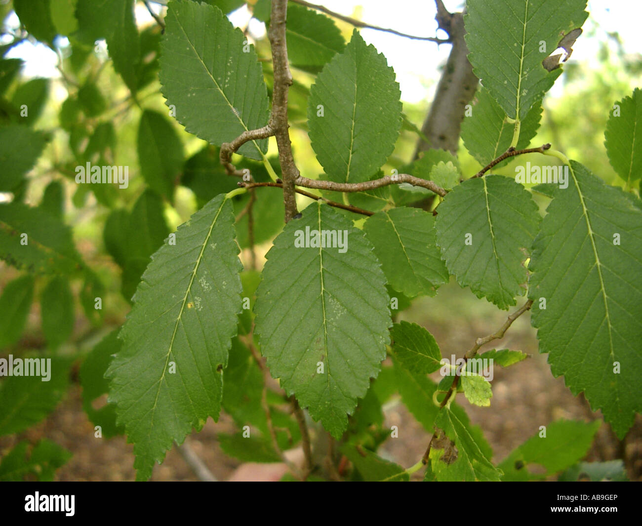Siberian elm (ulmus pumila) hi-res stock photography and images - Alamy