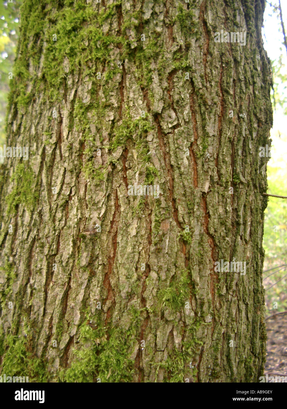 Siberian elm (Ulmus pumila), bark Stock Photo - Alamy