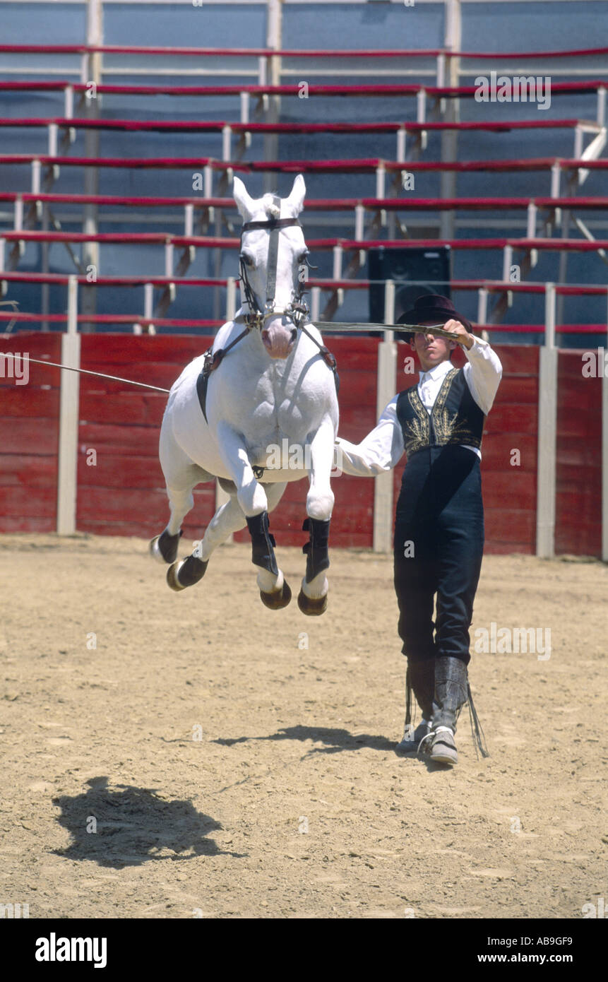 Capriole hi-res stock photography and images - Alamy