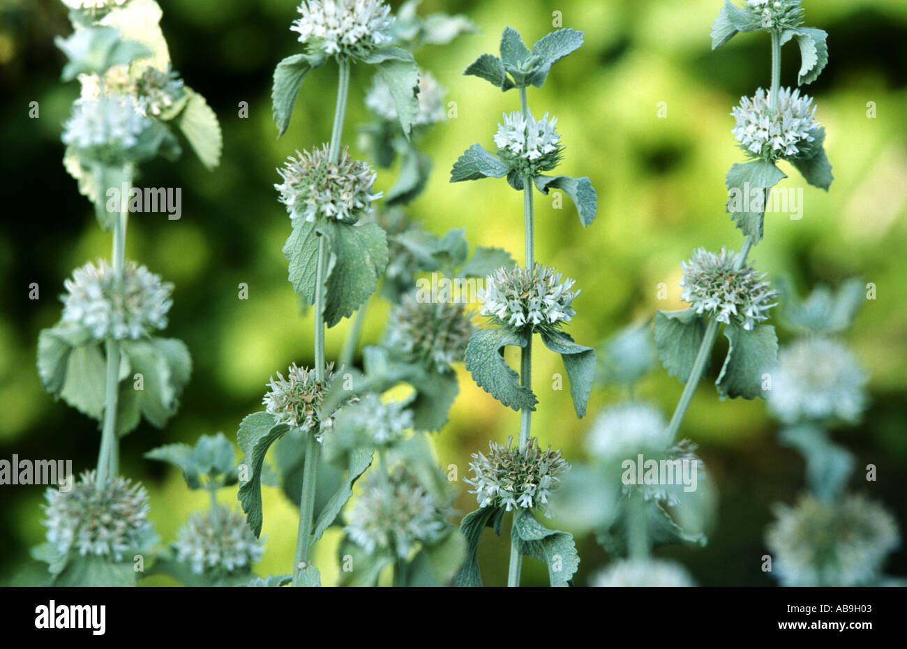 common horehound, common hoarhound, white horehound (Marrubium vulgare ...