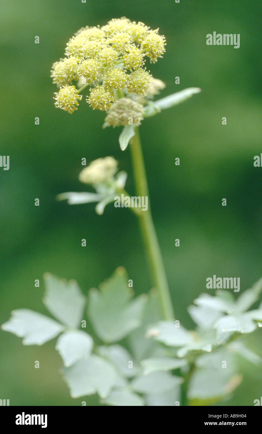 garden lovage, bladder seed (Levisticum officinale Stock Photo - Alamy