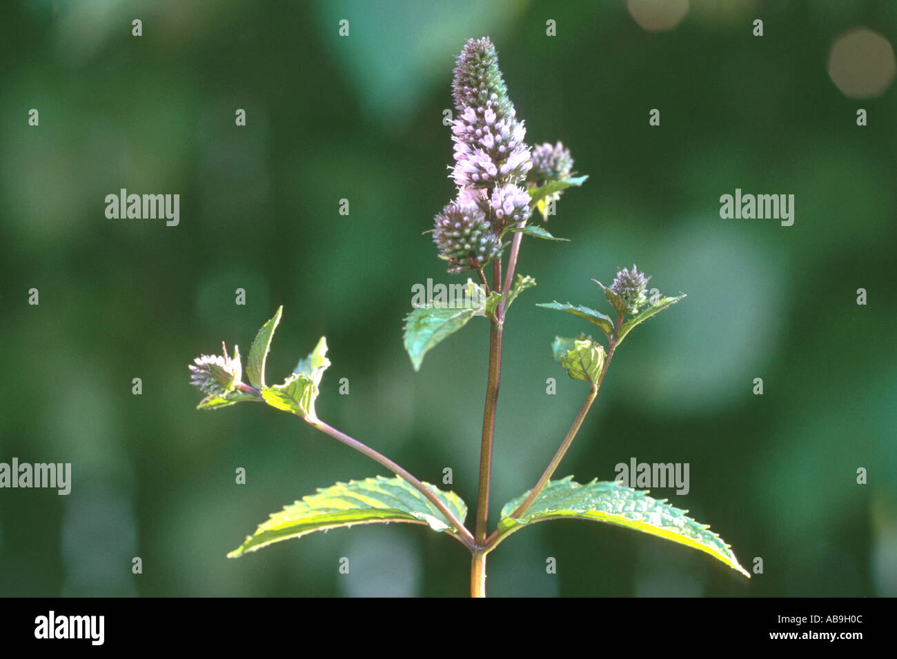 peppermint, hybrid-peppermint (Mentha x piperita, Mentha piperita, M ...