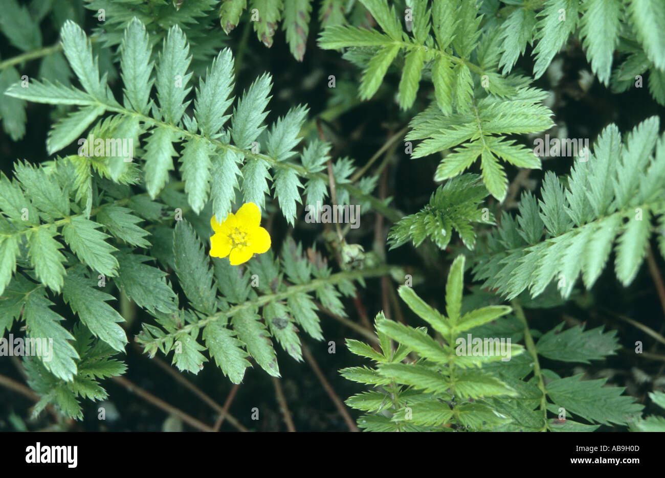 silver weed, silverweed cinquefoil (Potentilla anserina), blooming ...