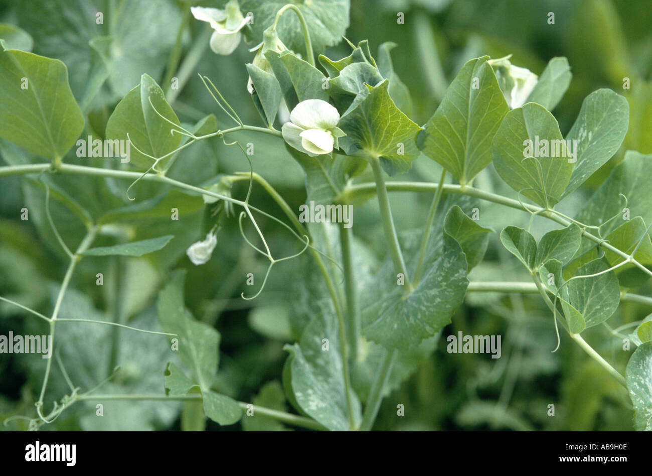 Pea pisum sativum flowers hi-res stock photography and images - Alamy