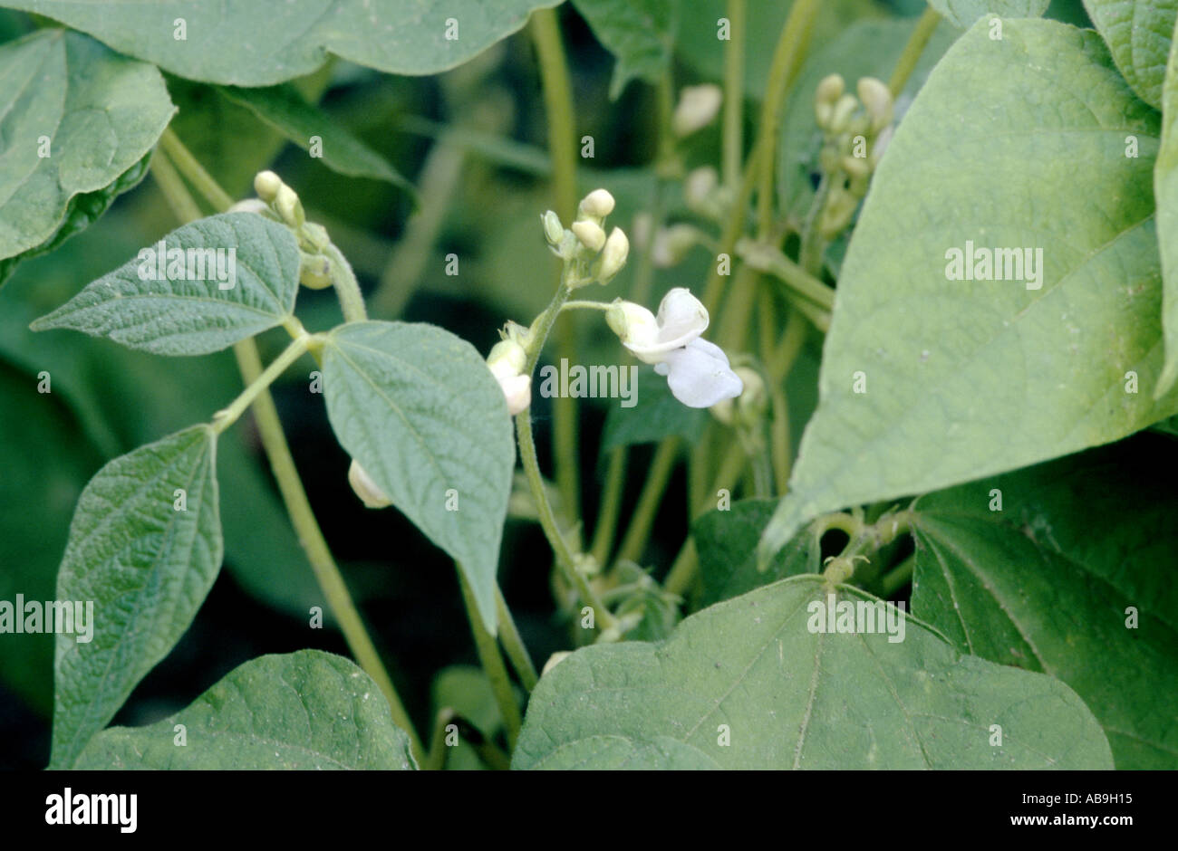 Phaseolus vulgaris var nanus hi-res stock photography and images - Alamy