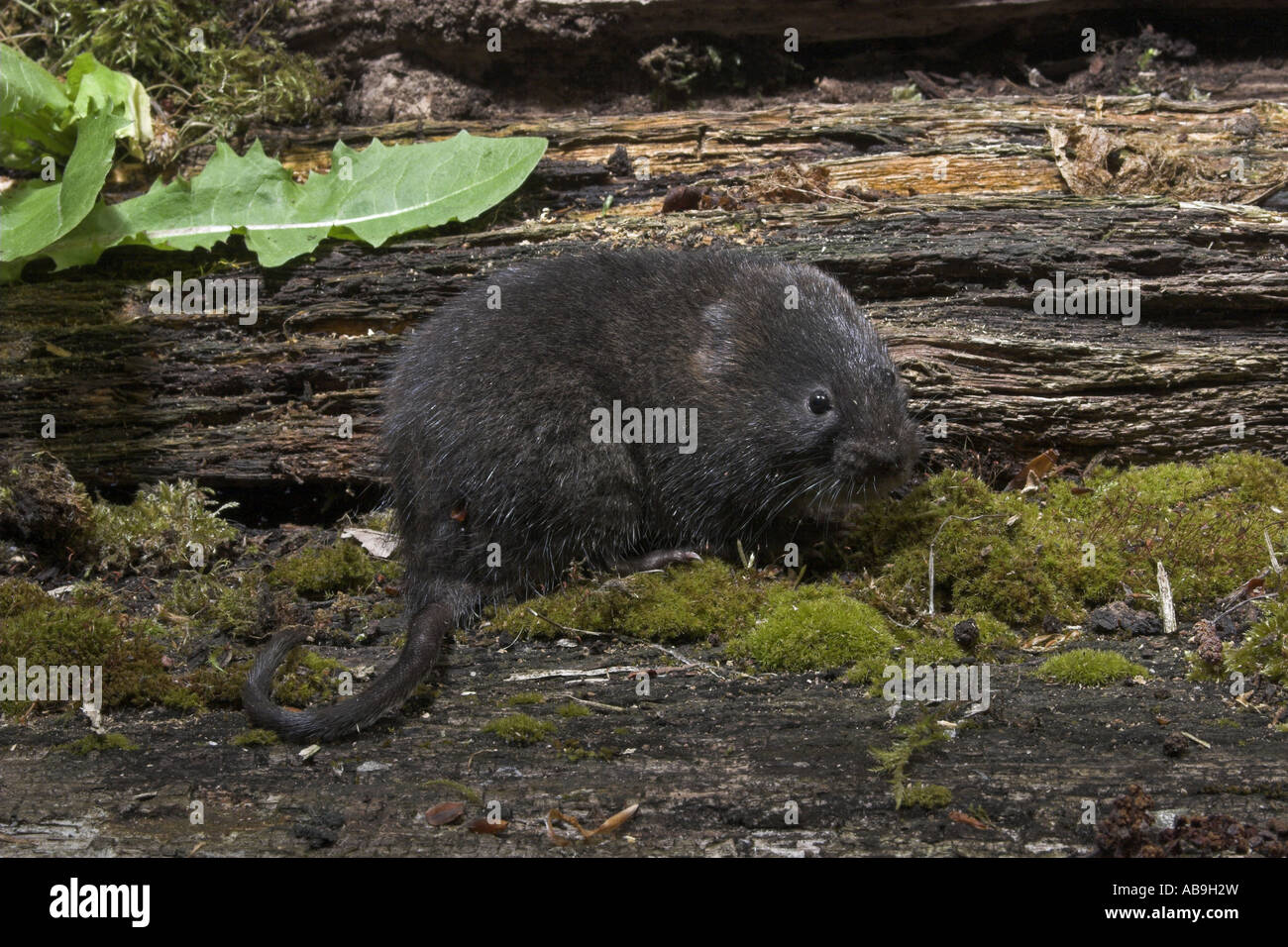 European water vole, northern water vole (Arvicola terrestris), in ...