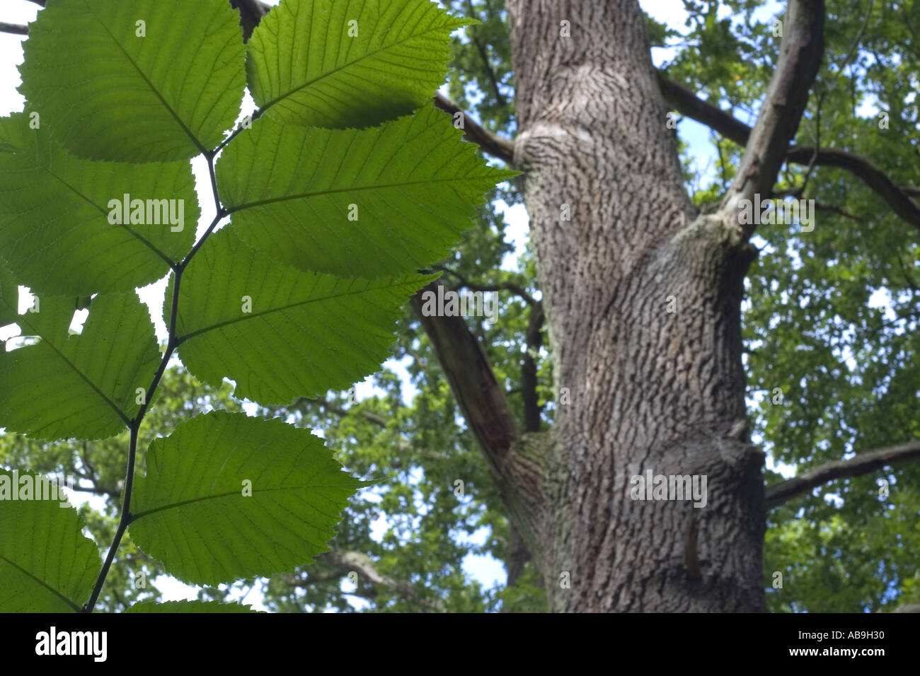 basswood, linden, lime tree (Tilia spec.), lime twig with tree behind ...