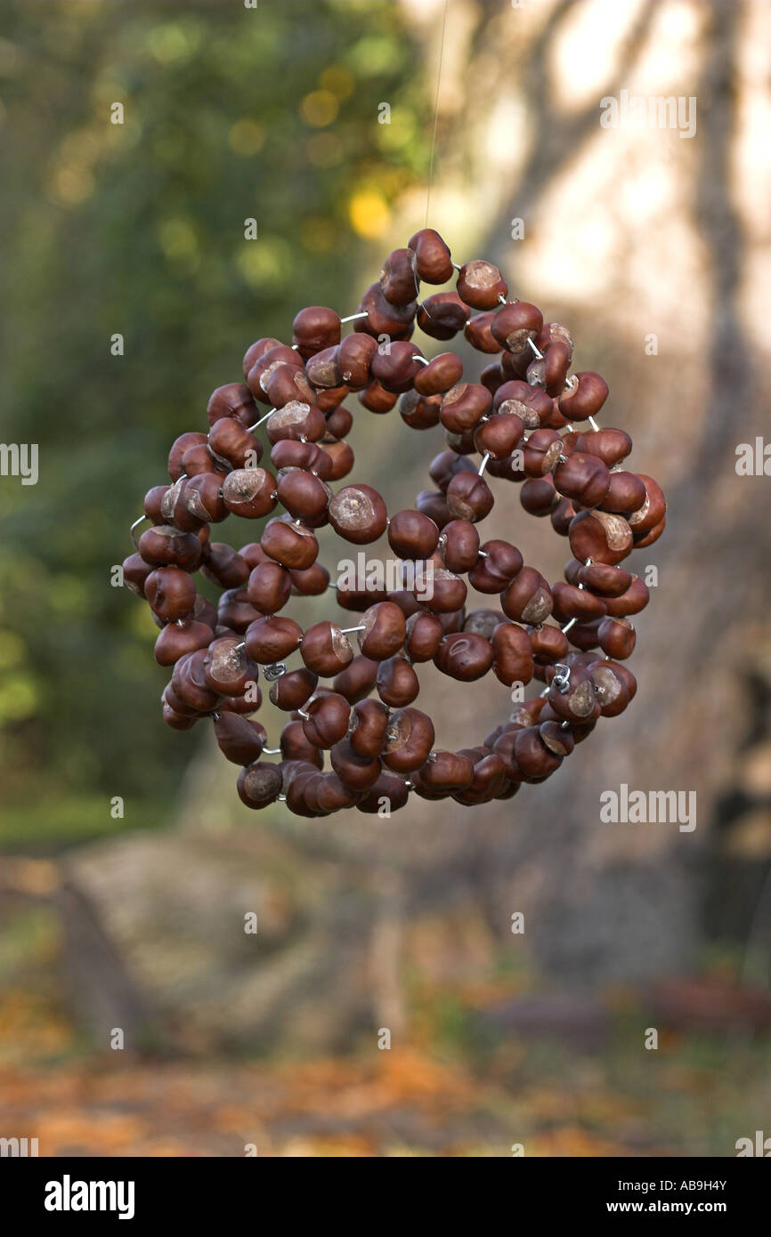 common horse chestnut (Aesculus hippocastanum), children doing ...