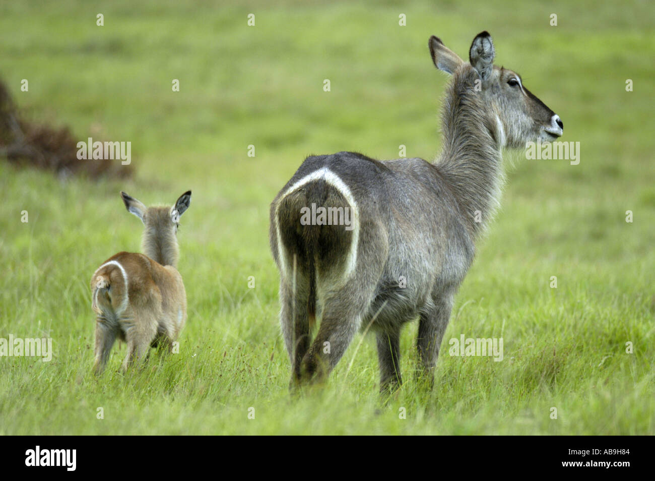 waterbuck (Kobus ellipsiprymnus), mother and juvenile, South Africa ...