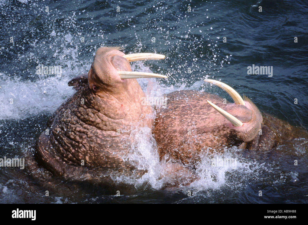 Two walrus fighting odobenus rosmarus hi-res stock photography and ...