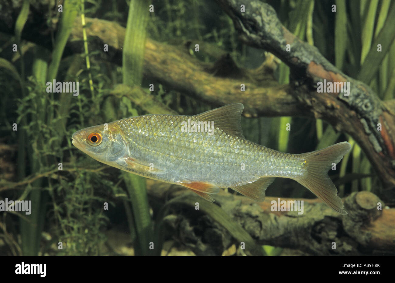 roach, Balkan roach (Rutilus rutilus, Leuciscus rutilus), swimming ...