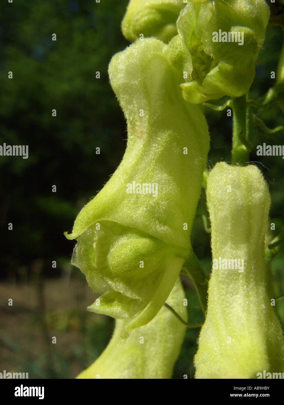 yellow wolfsbane (Aconitum lycoctonum ssp. vulparia, Aconitum vulparia ...