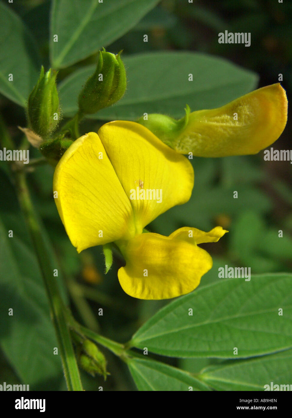 Pigeon pea, Congo pea, Gungo pea, Gunga pea, no-eye pea (Cajanus cajan ...