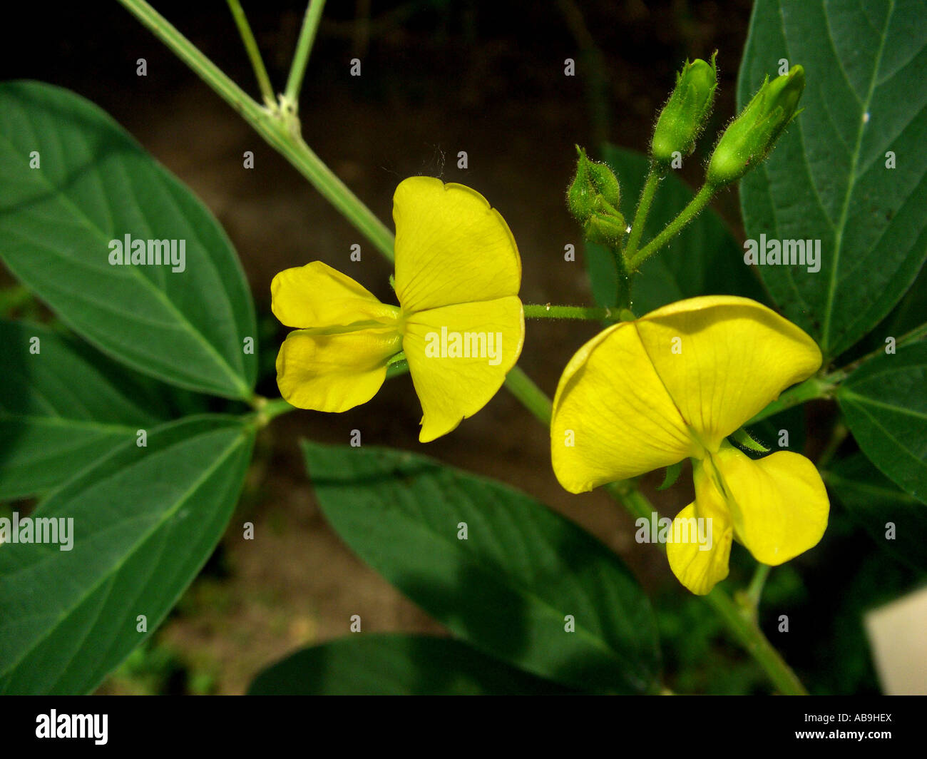 Gunga hi-res stock photography and images - Alamy