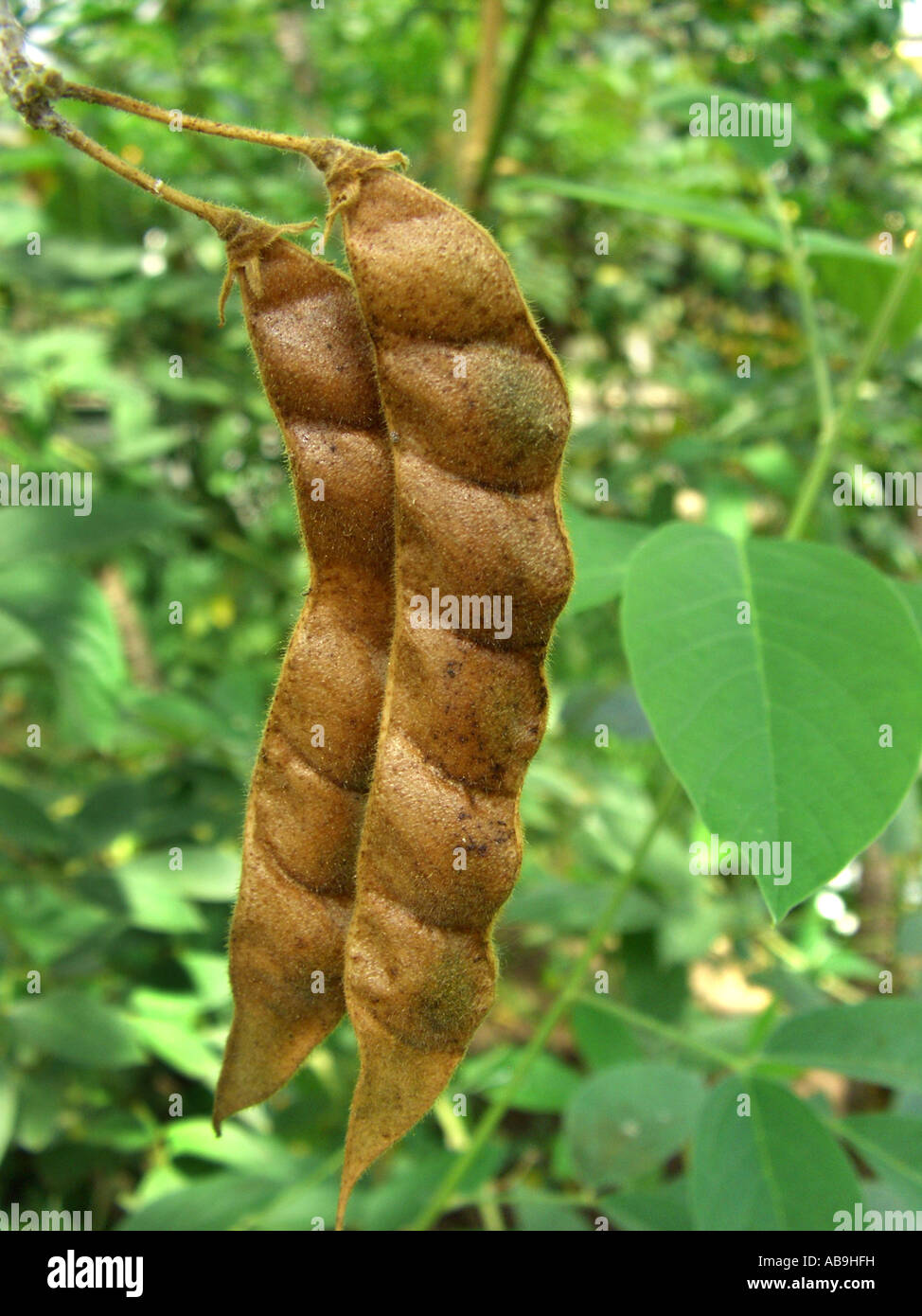 Pigeon pea, Congo pea, Gungo pea, Gunga pea, no-eye pea (Cajanus cajan ...
