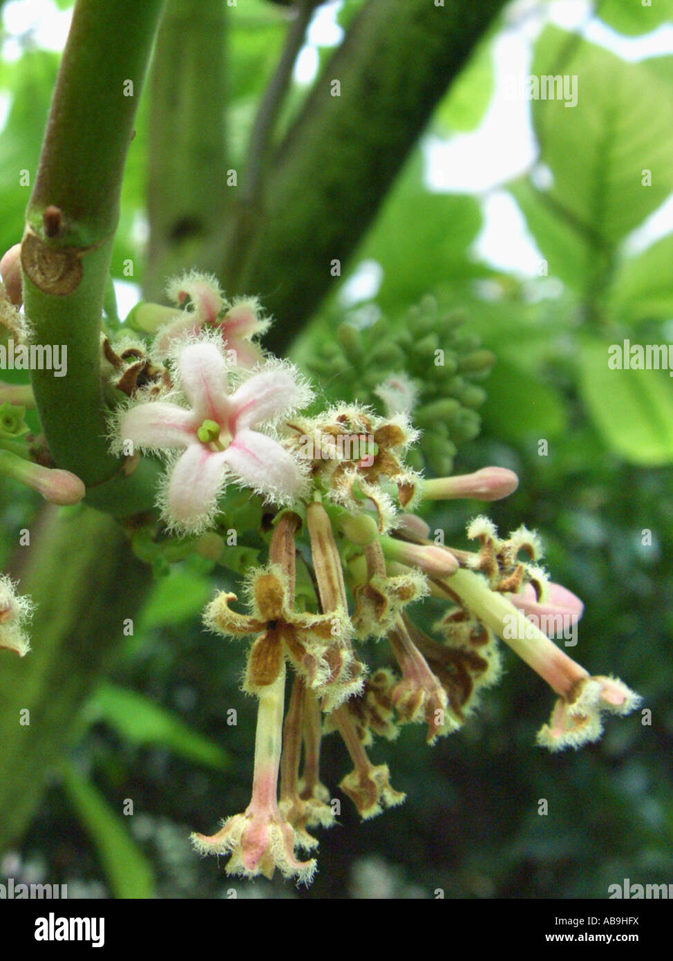 Cinchona tree hi-res stock photography and images - Alamy