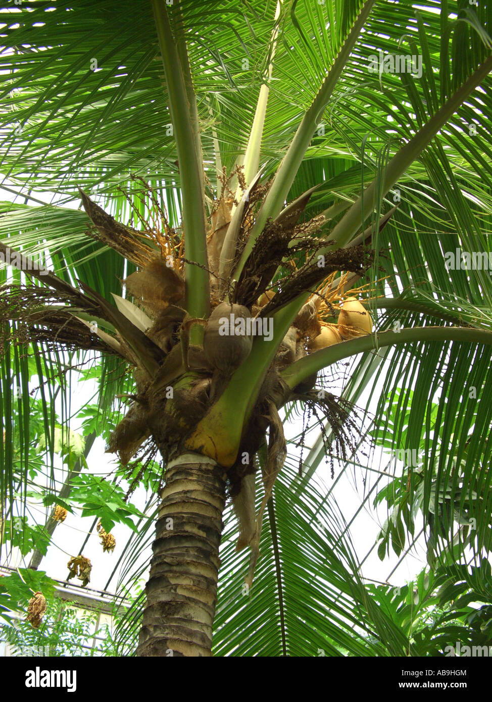 coconut palm (Cocos nucifera), fruiting Stock Photo - Alamy