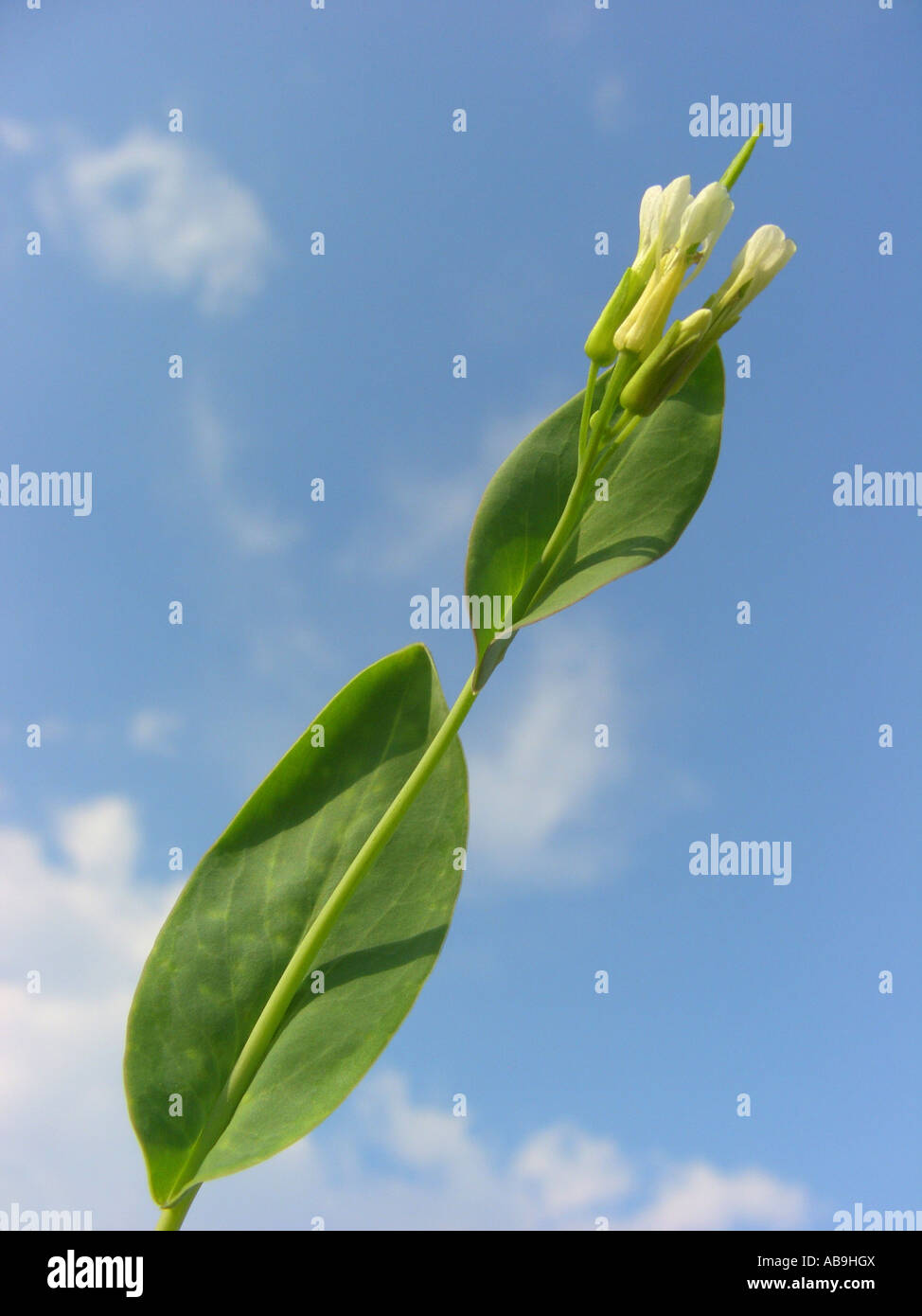hare's-ear mustard (Conringia orientalis), blooming, Germany, Hesse ...