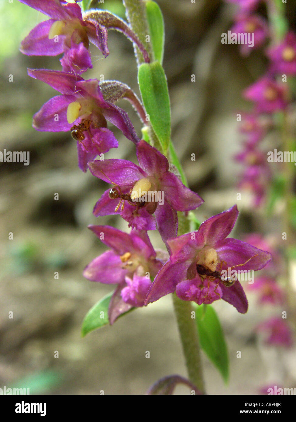 dark-red helleborine, royal helleborine (Epipactis atrorubens), flowers ...