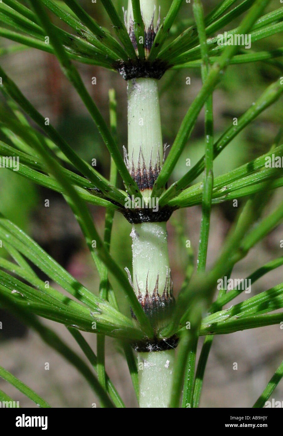 great horsetail (Equisetum telmateja, Equisetum maximum), sprout ...