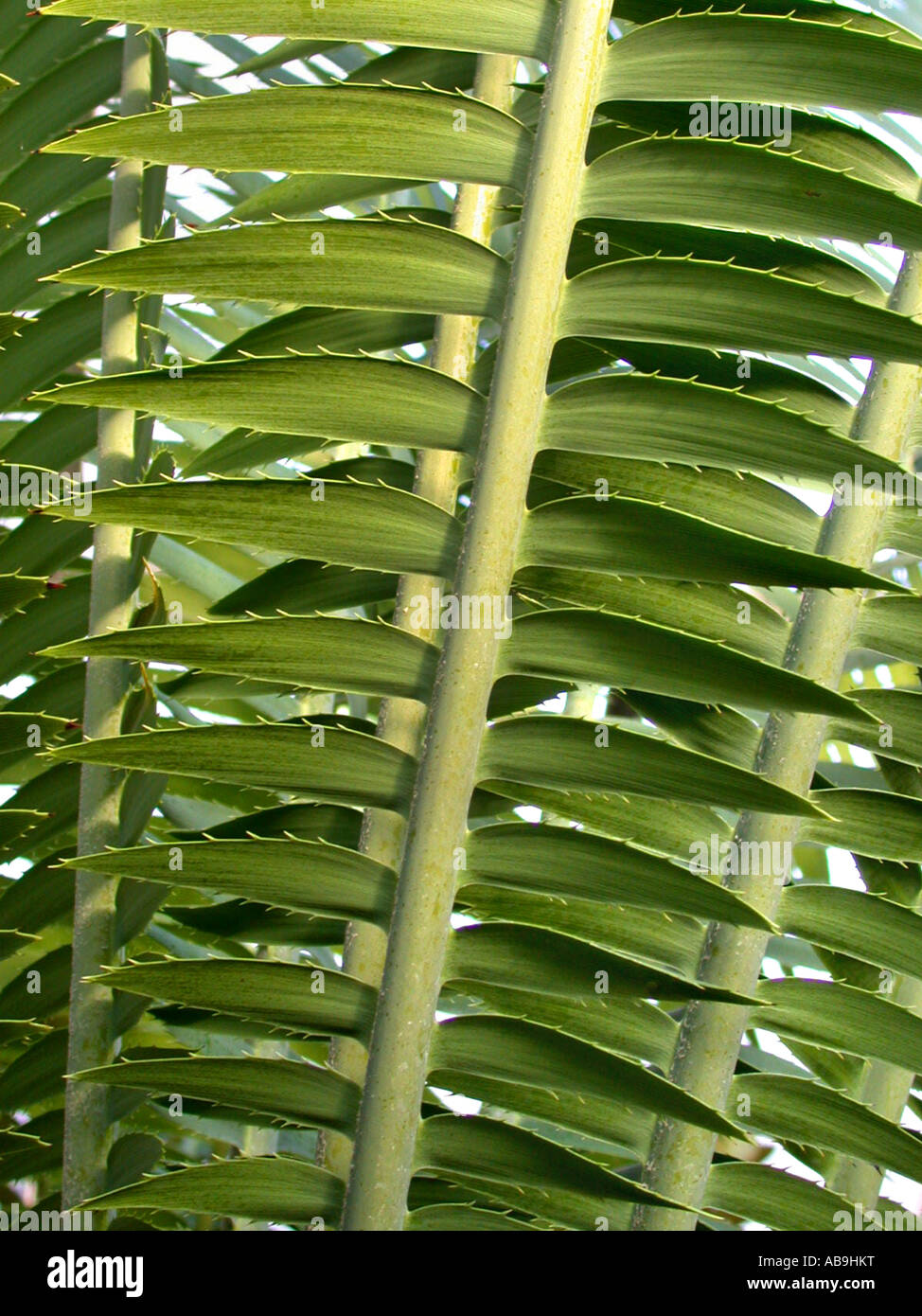 gum palm, giant dioon (Dioon spinulosum), leaf, detail Stock Photo - Alamy