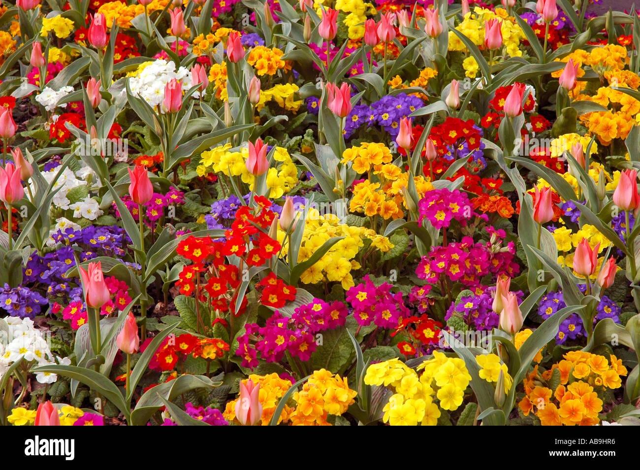 Polyanthus flowerbed hi-res stock photography and images - Alamy