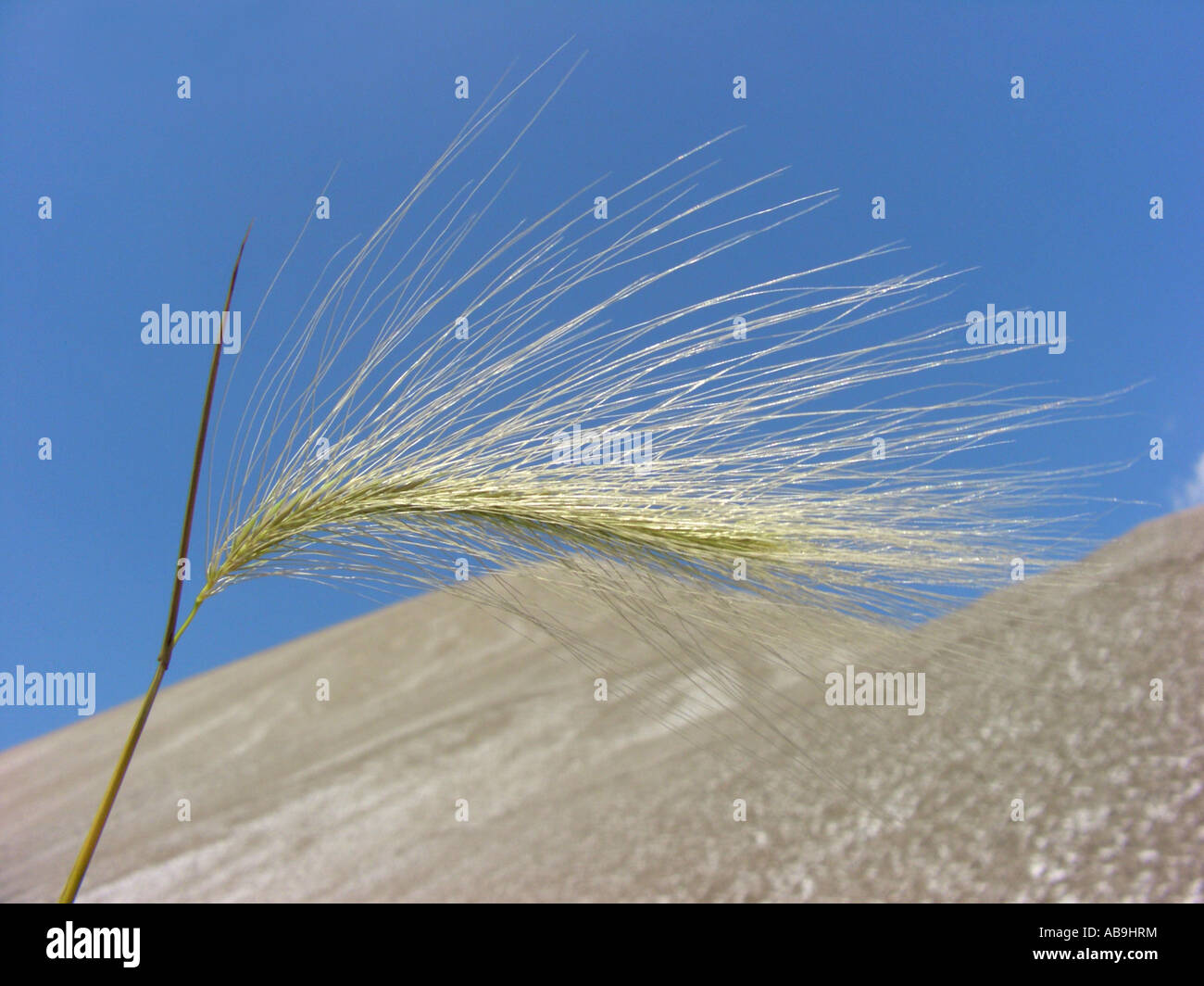 Hordeum jubatum foxtail barley squirrel hi-res stock photography and ...