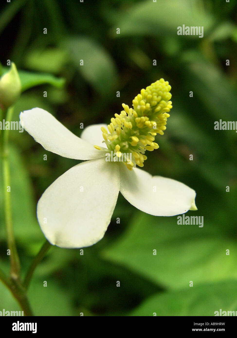 Chinese lizard tail, Chameleon plant, Fishwort, Heartleaf, vap ca ...