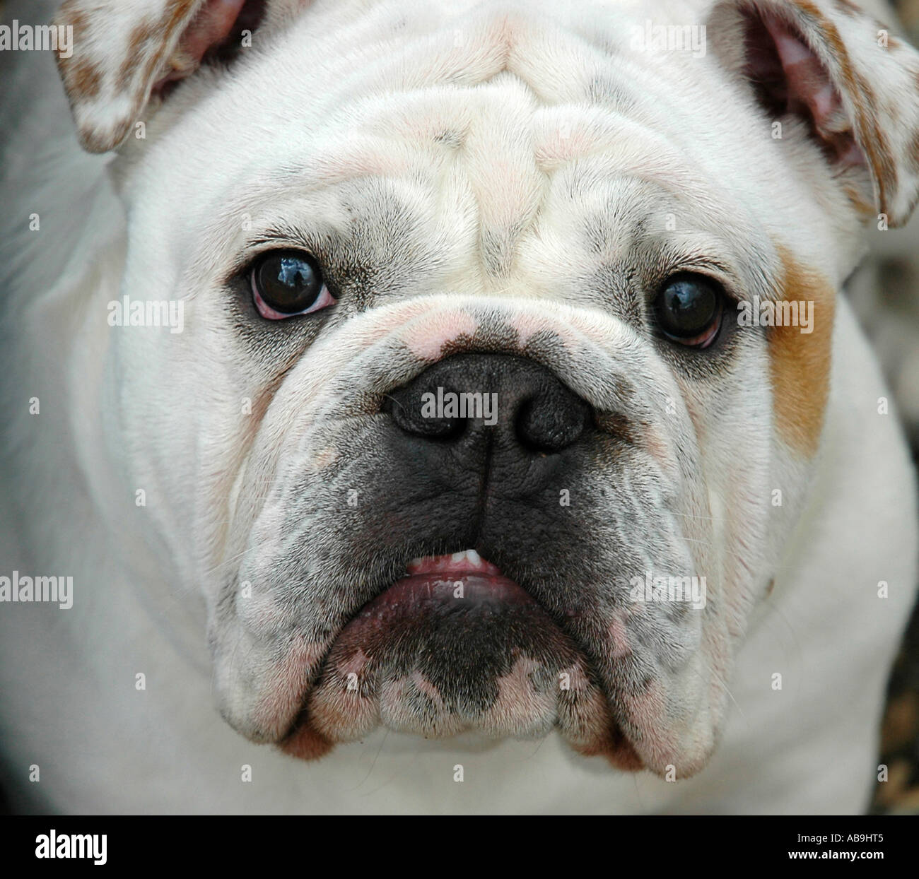 Bulldog face close up Stock Photo - Alamy