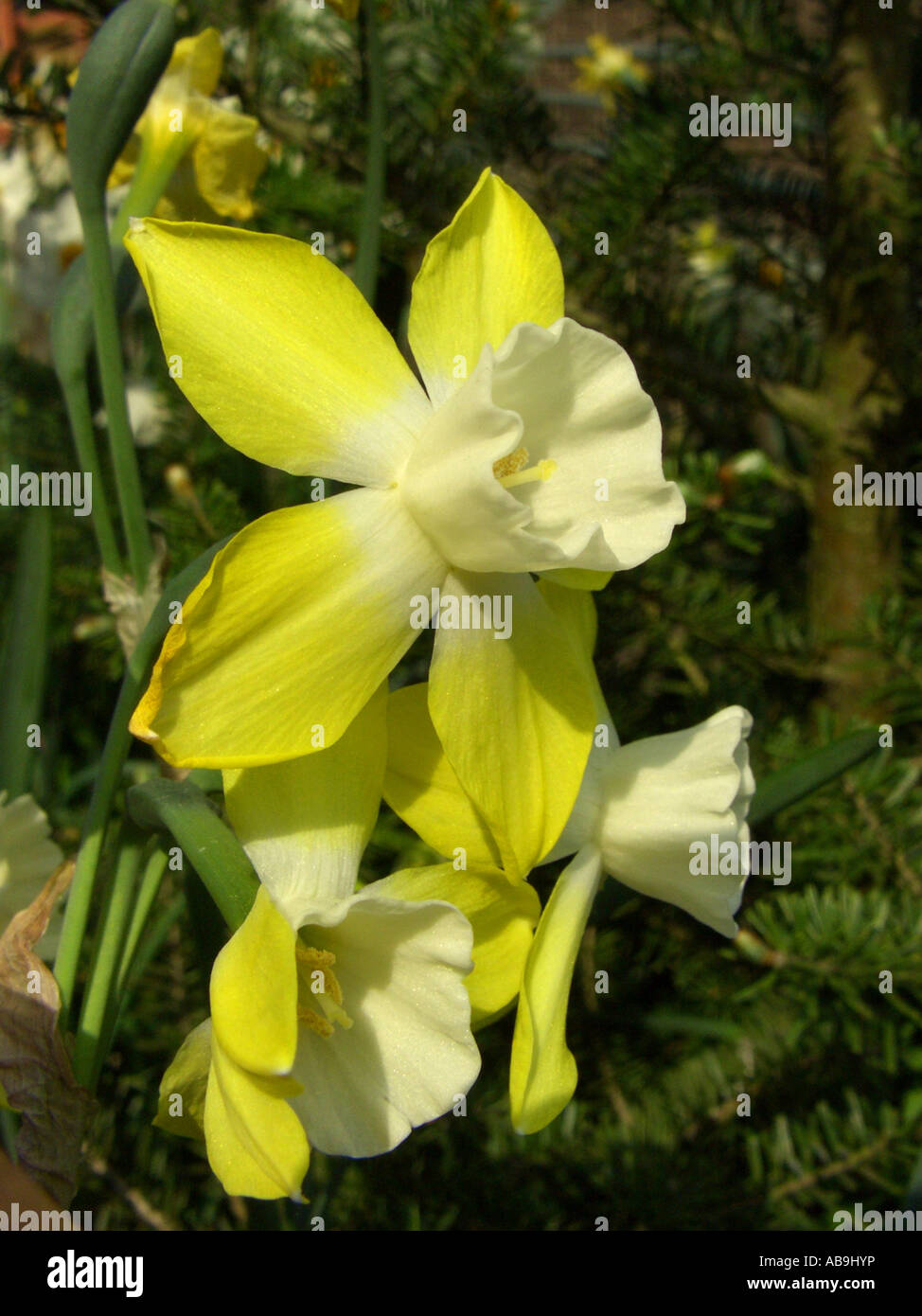 daffodil (Narcissus 'Pipit', Narcissus Pipit), cultivar Stock Photo - Alamy