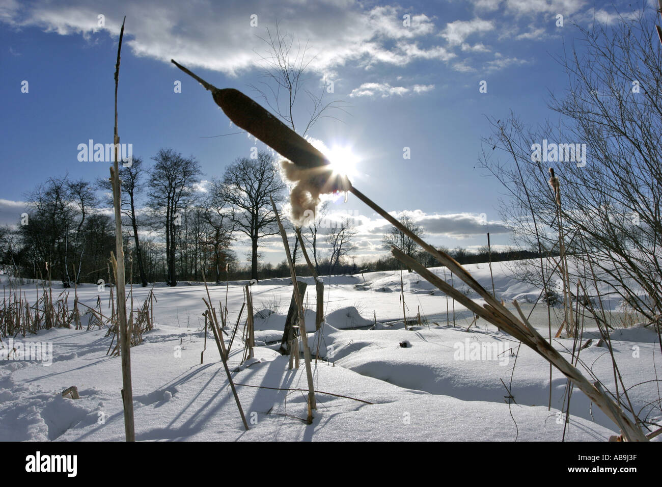 common cattail, broad-leaved cattail, great reedmace, bulrush (Typha ...