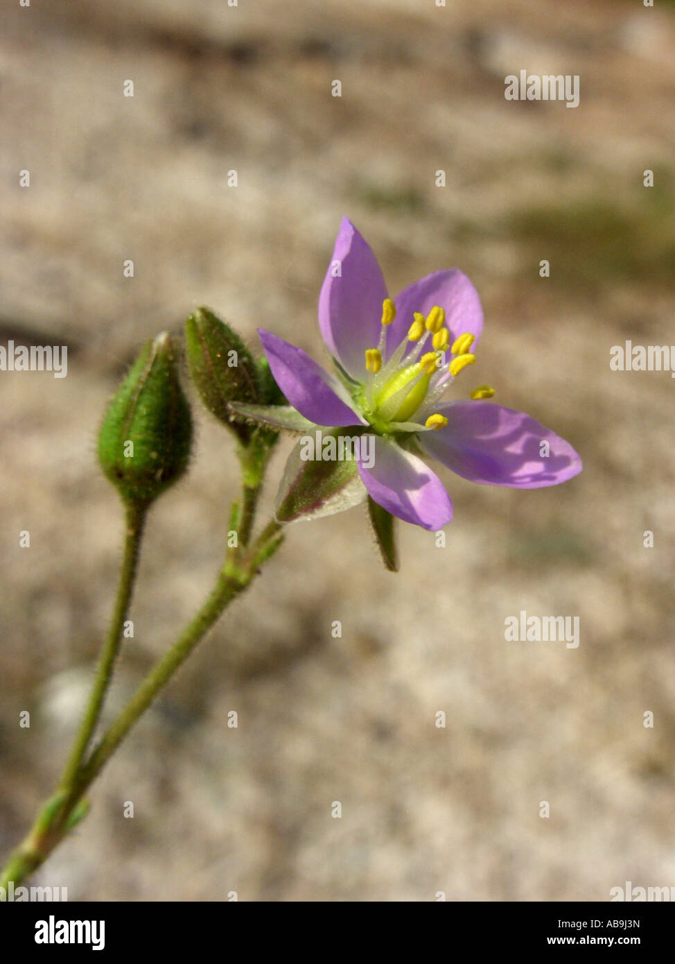 Spergularia marina hi-res stock photography and images - Alamy