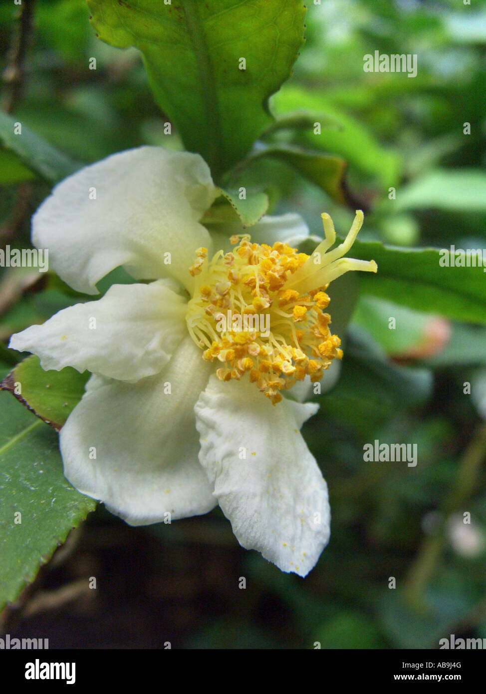 tea plant (Camellia sinensis, Thea sinensis), flower Stock Photo - Alamy