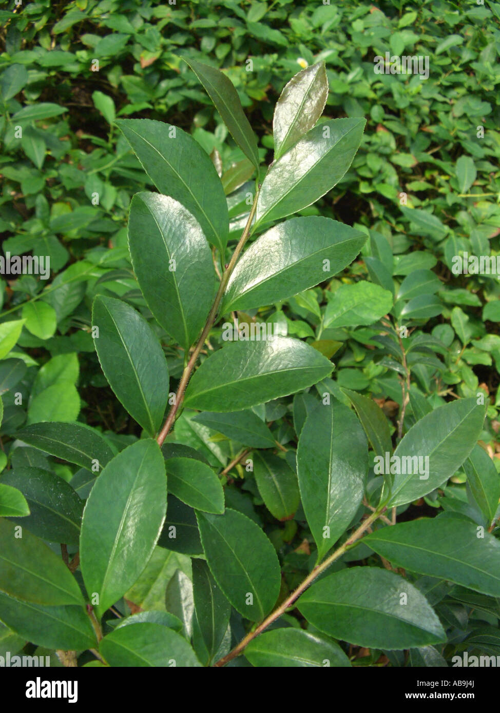 Camellia Thea High Resolution Stock Photography and Images - Alamy