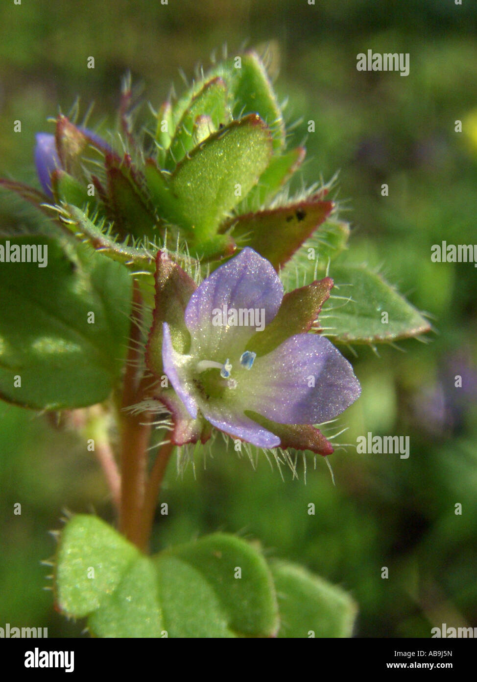 Hederifolia hi-res stock photography and images - Alamy