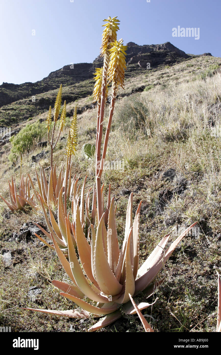 aloe vera (Aloe vera, Aloe barbadensis), four blooming plants ...
