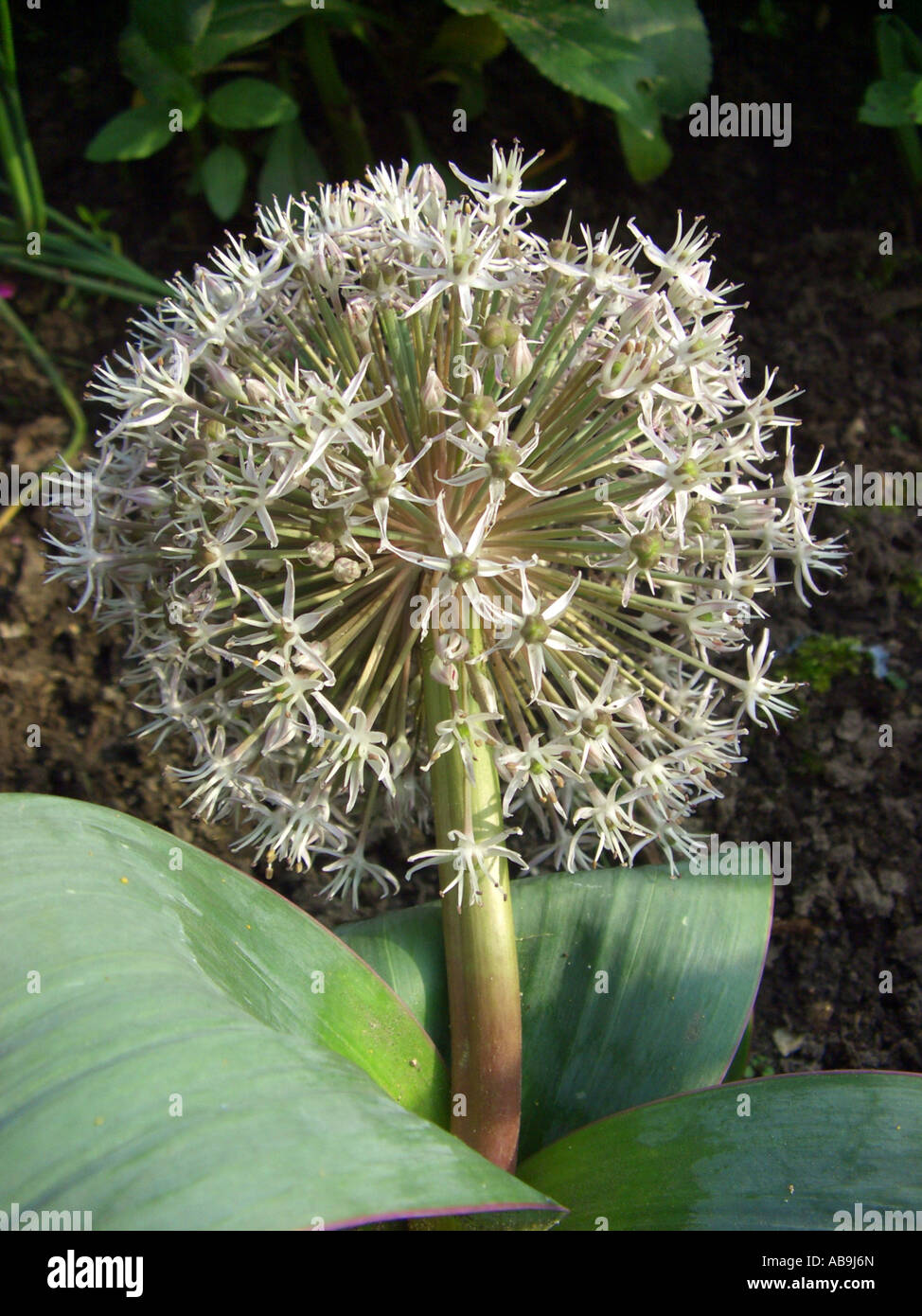 Turkestan Allium (Allium karataviense), inflorescence Stock Photo - Alamy