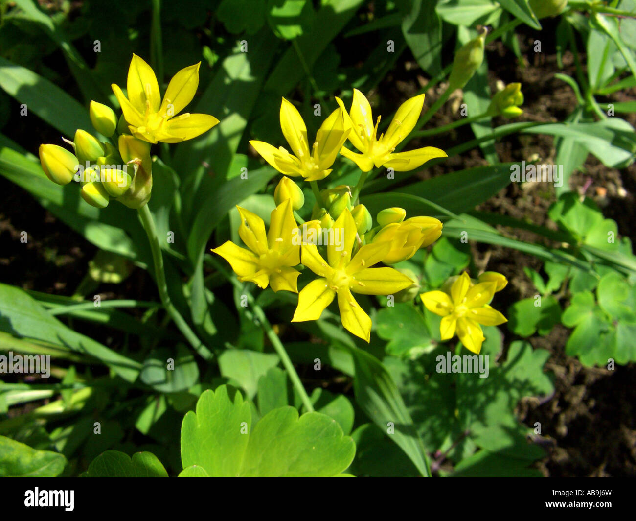 Lily leek hi-res stock photography and images - Alamy