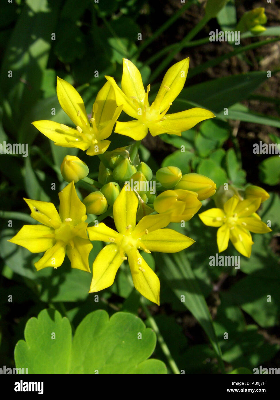 Lily leek allium moly hi-res stock photography and images - Alamy