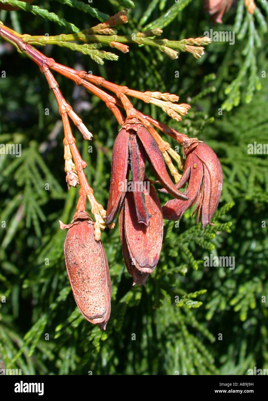 incense cedar, Californian white cedar (Calocedrus decurrens), cones ...