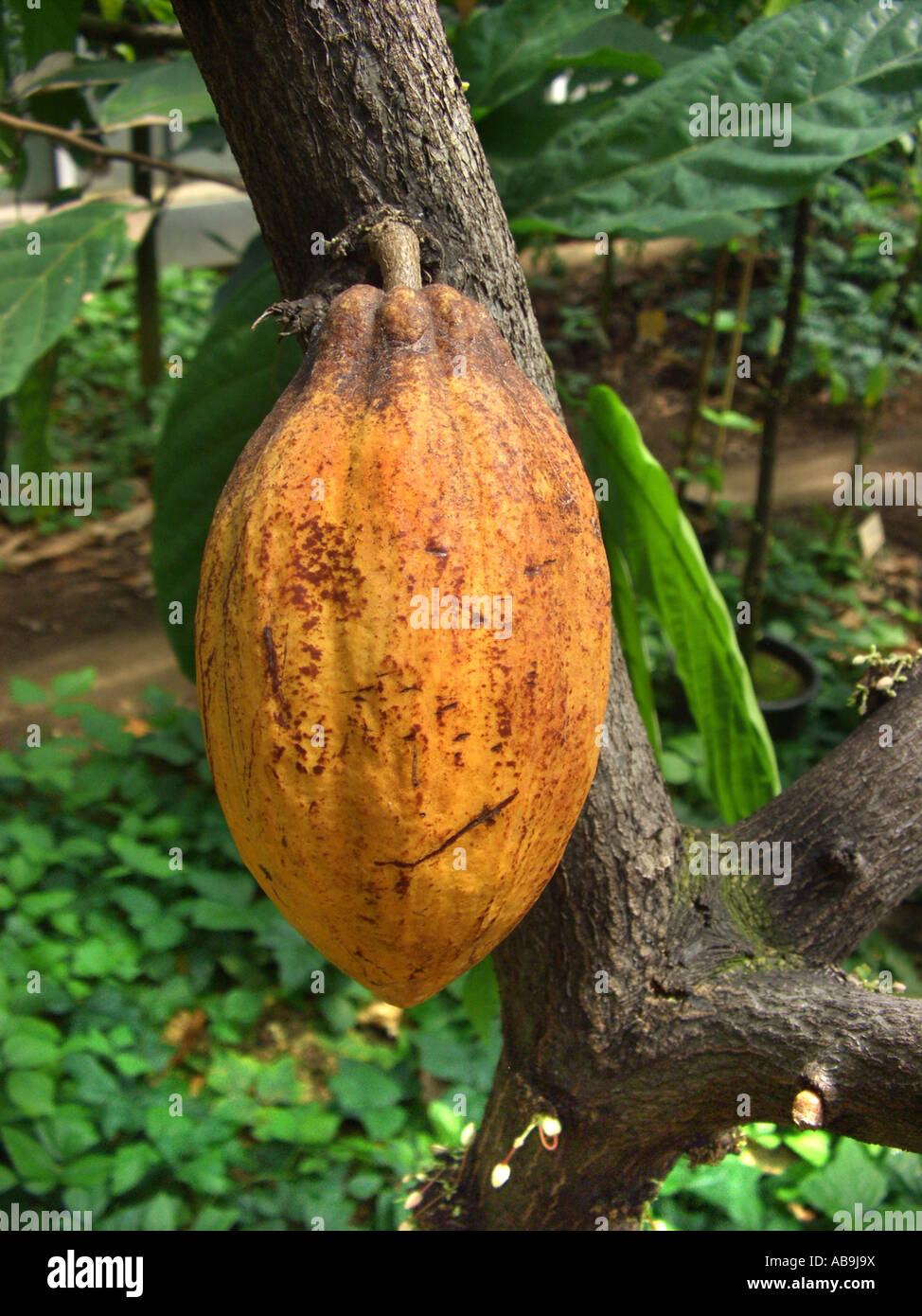 chocolate, cocoa tree (Theobroma cacao 'Forastero', Theobroma cacao ...
