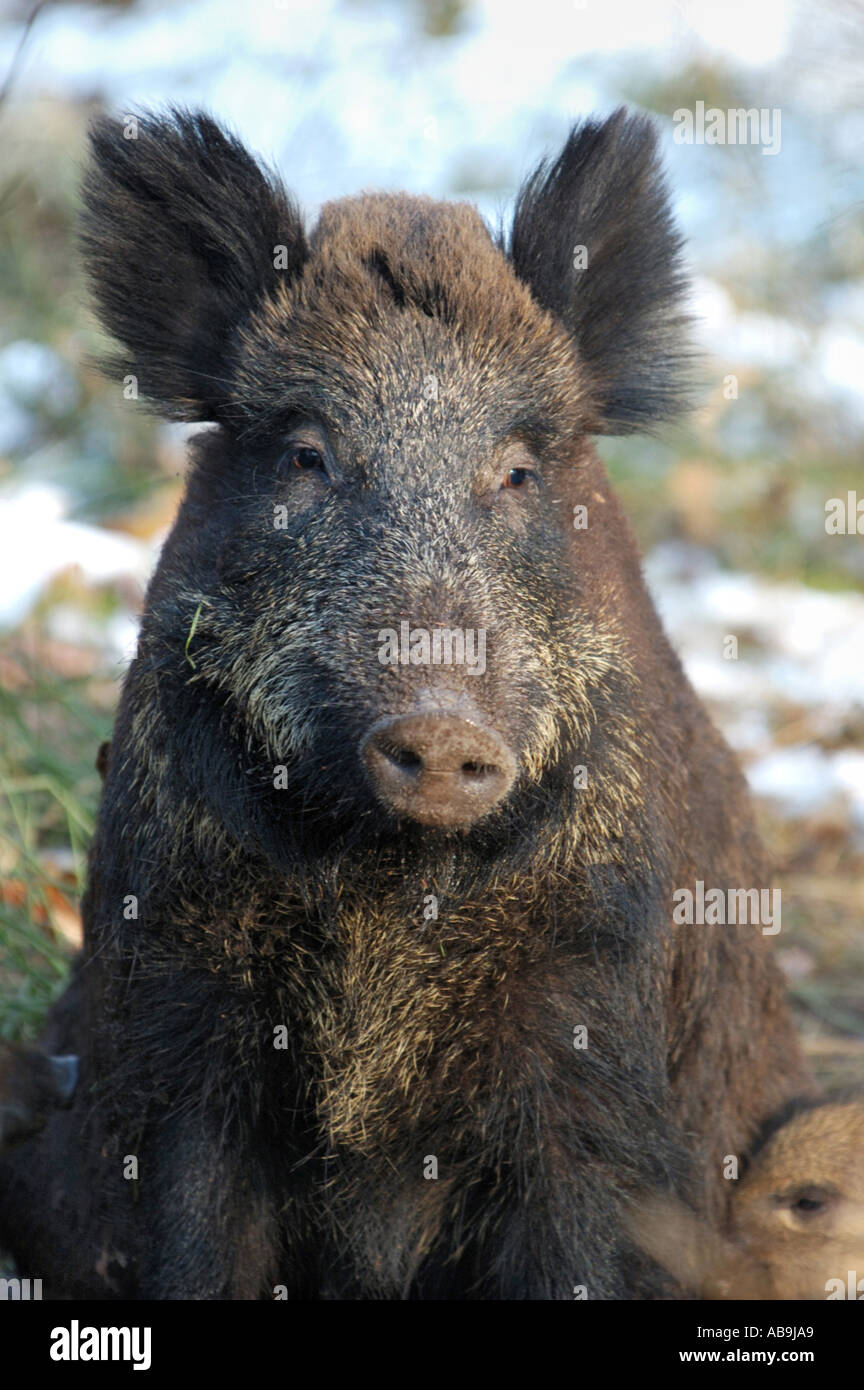 Sitting wild boar hi-res stock photography and images - Alamy