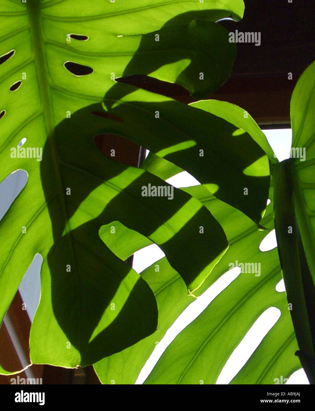 Ceriman, Swiss cheese plant, Split-leaf philodendron, Window-leaf plant ...