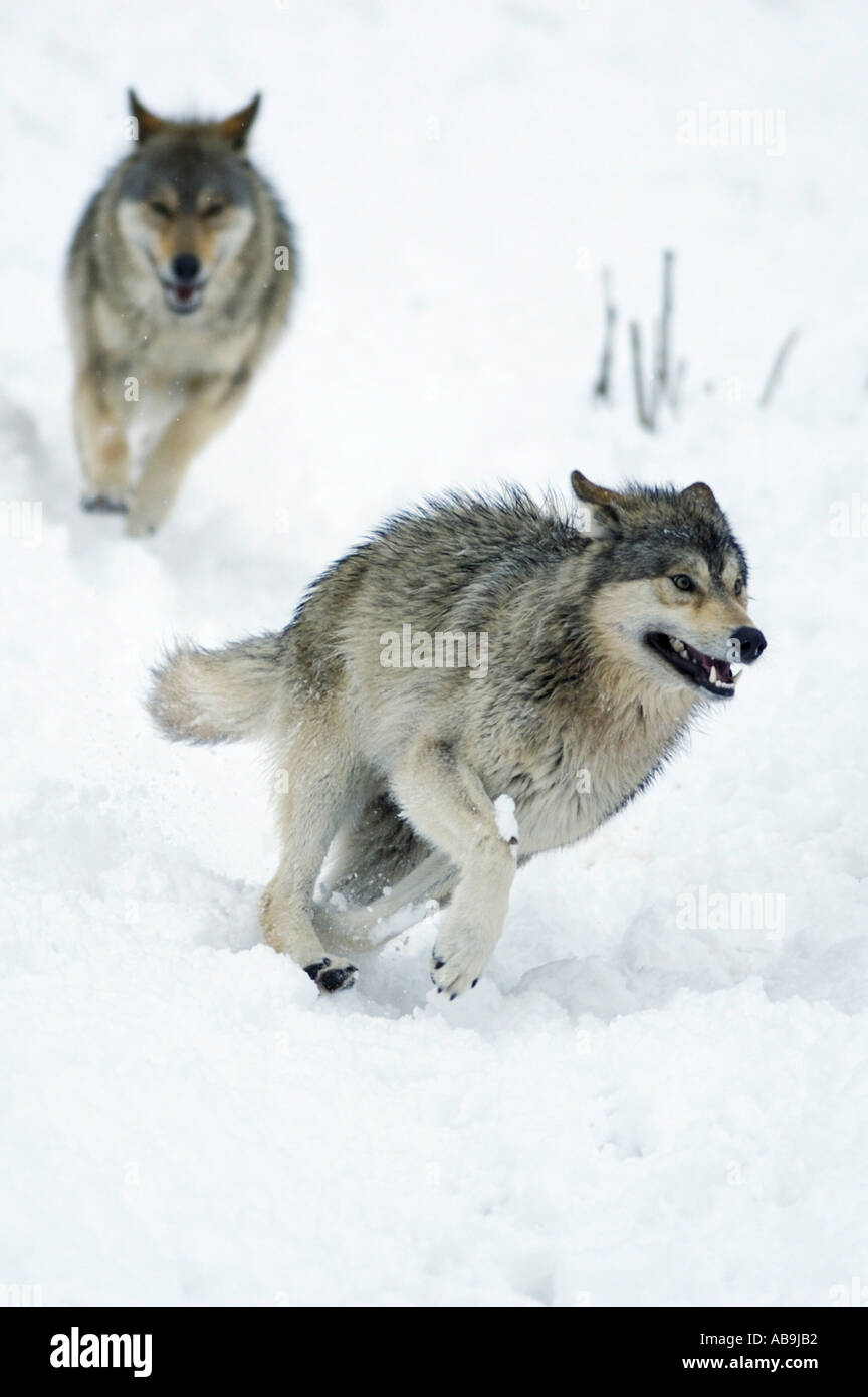 Wolf Chasing Prey