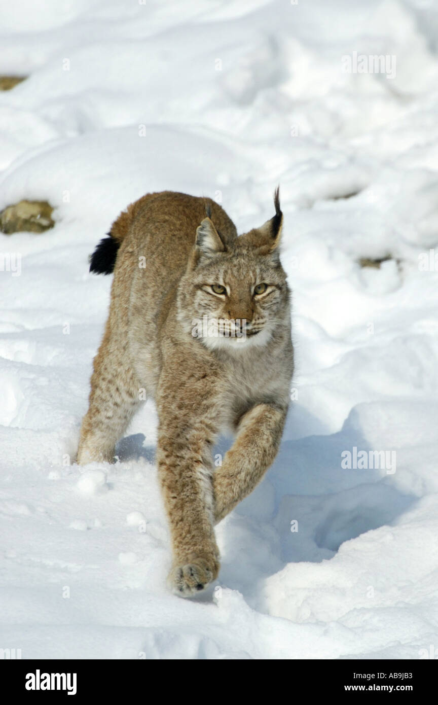 Lynx running snow hi-res stock photography and images - Alamy