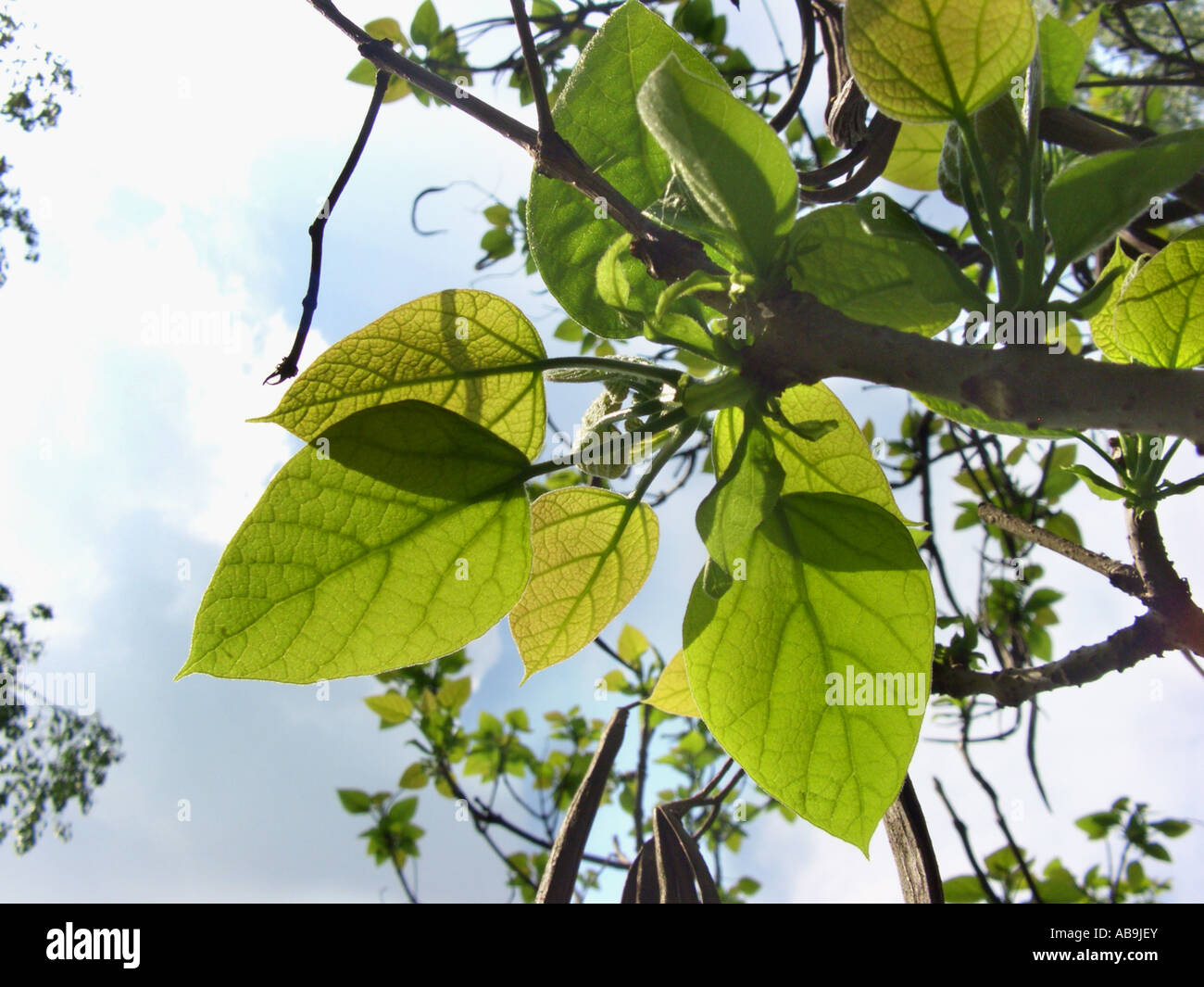 Indian bean tree (Catalpa bignonioides), shooting leaves in backlight ...