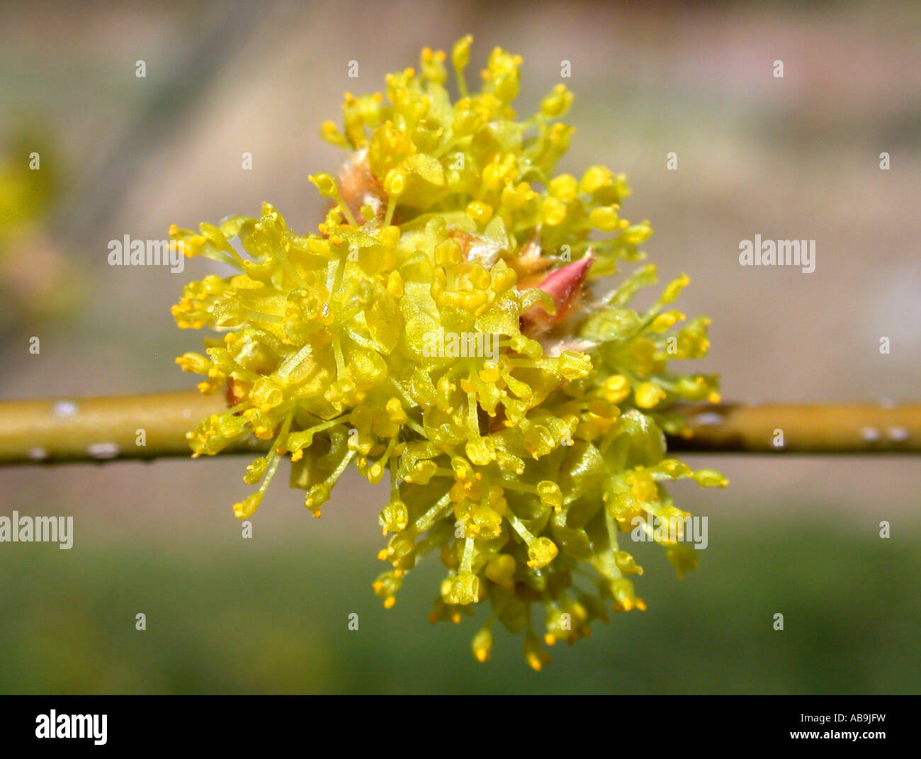 Korean spicebush lindera hi-res stock photography and images - Alamy