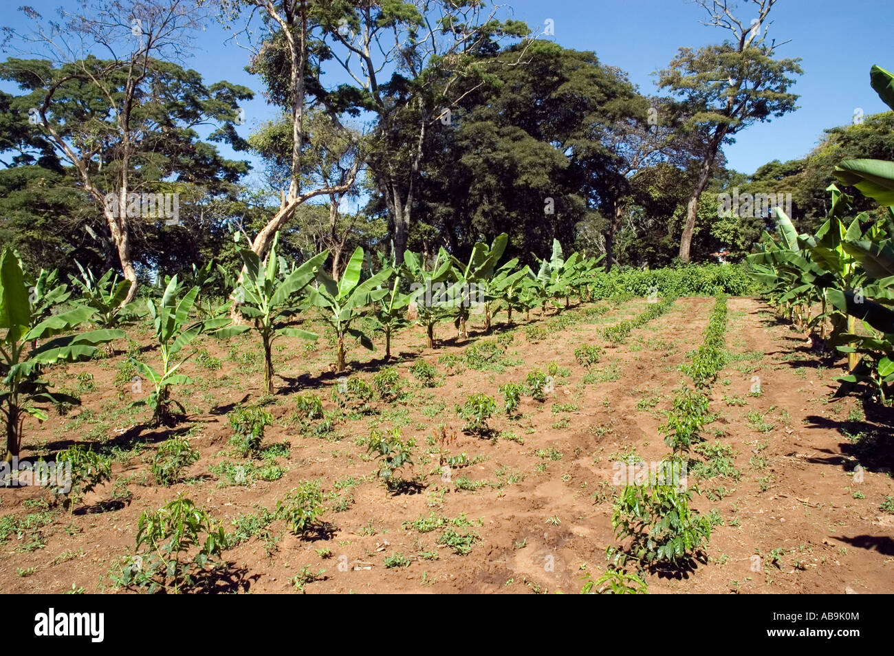 Inter cropping hi-res stock photography and images - Alamy