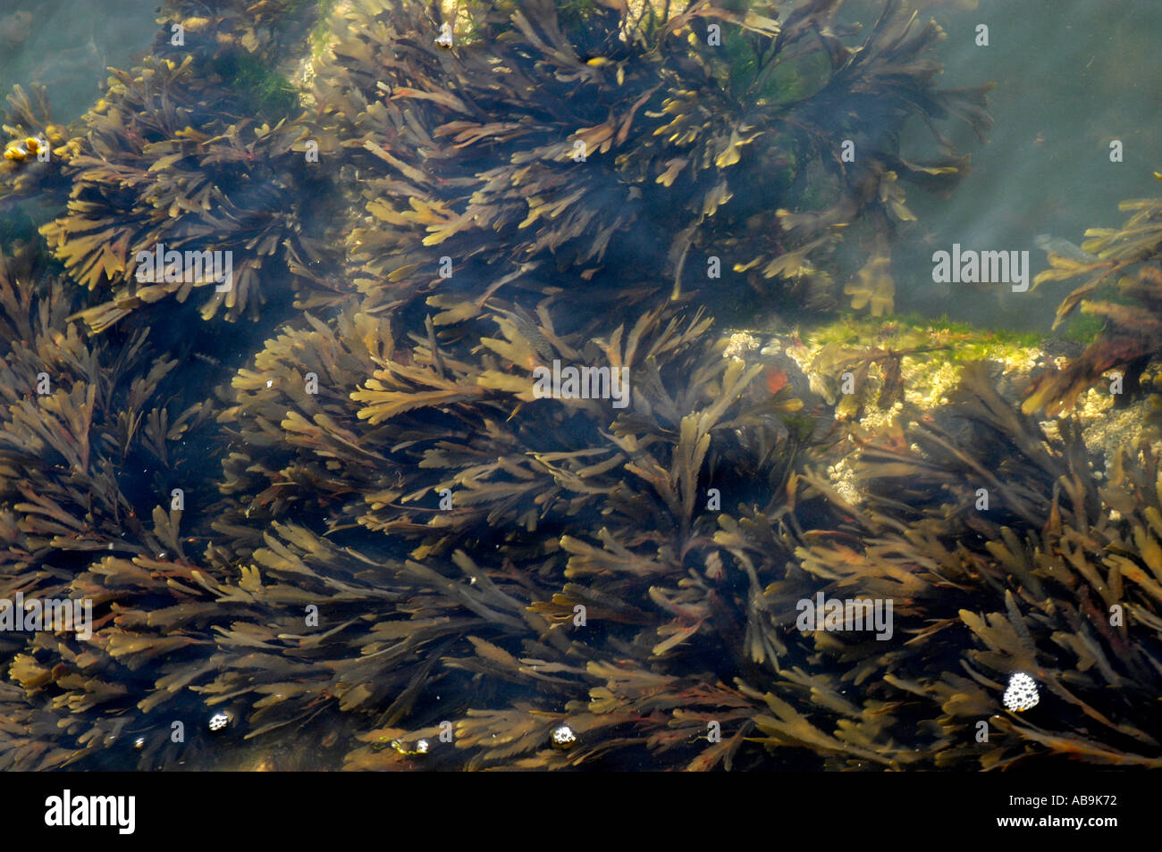 sea weed under the water Stock Photo - Alamy