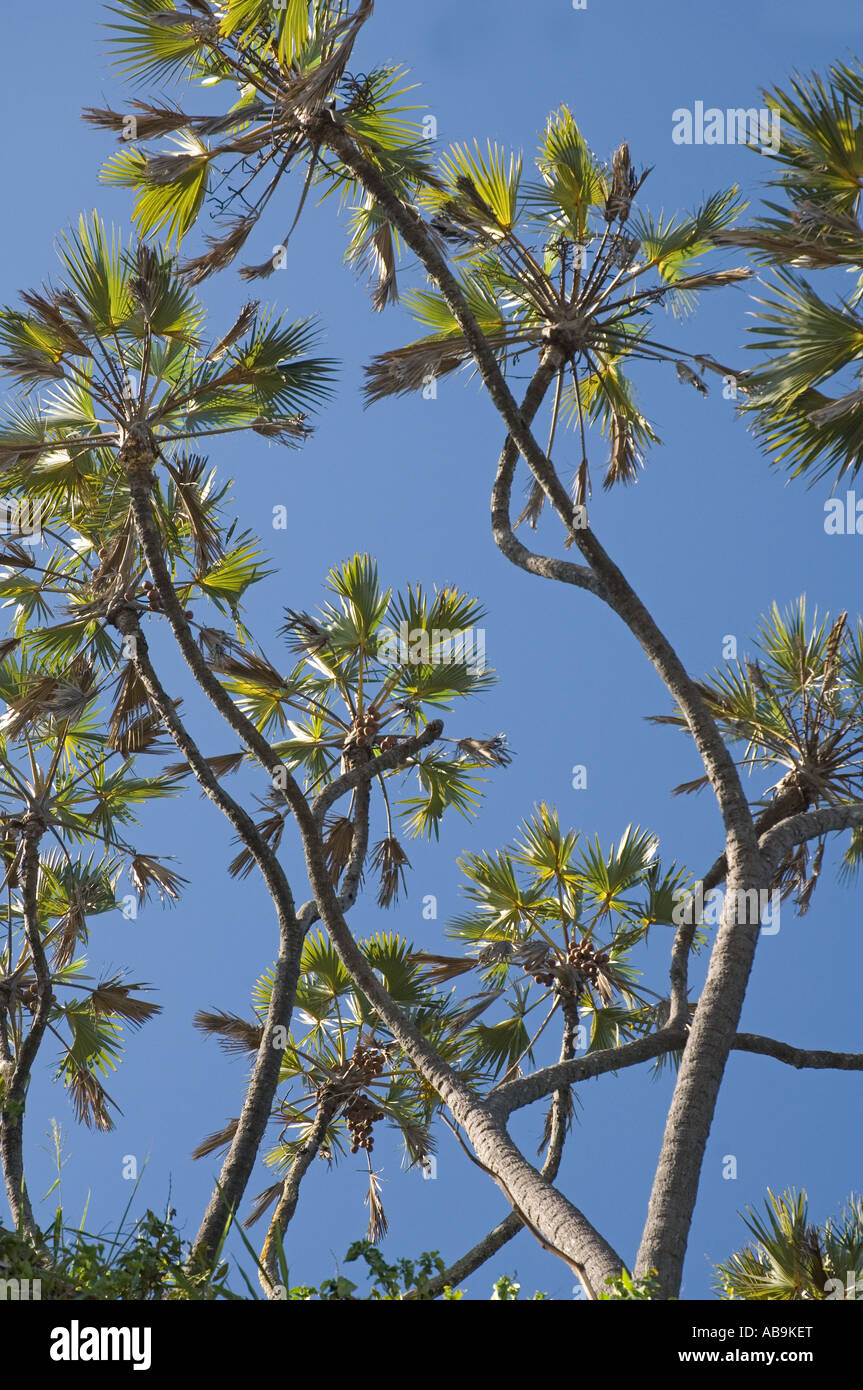 Doum palm Hyphaene thebaica - Branched stems, Tanzania Stock Photo - Alamy
